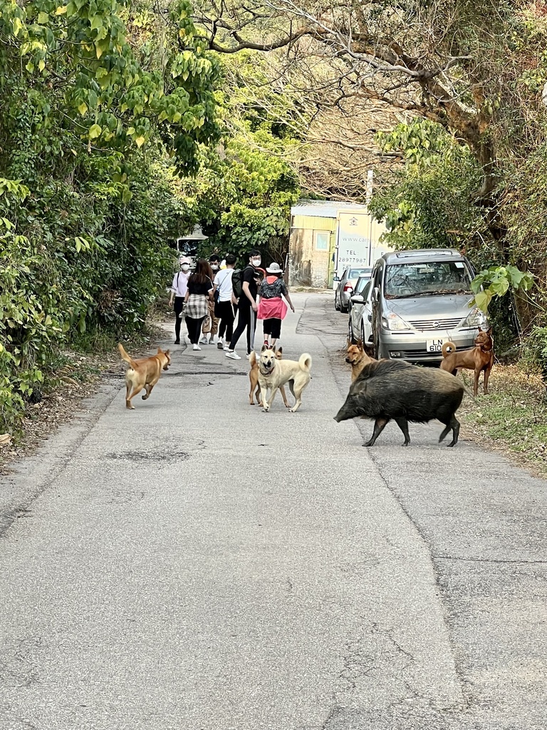 Wild Boar from Hong Kong Island, Shek O, HK on March 5, 2022 at 05:05 ...