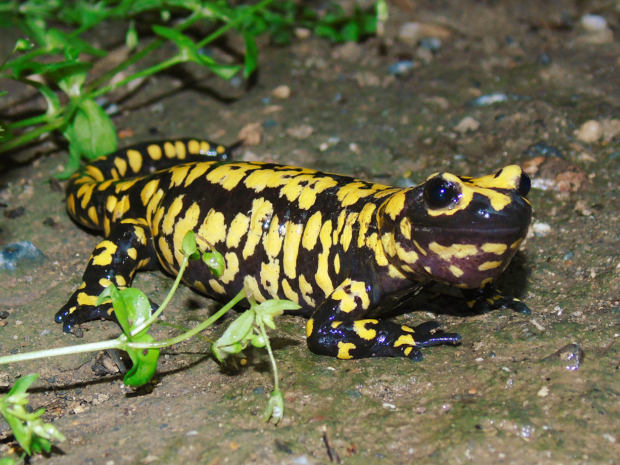 Salamandra infraimmaculata Martens, 1885