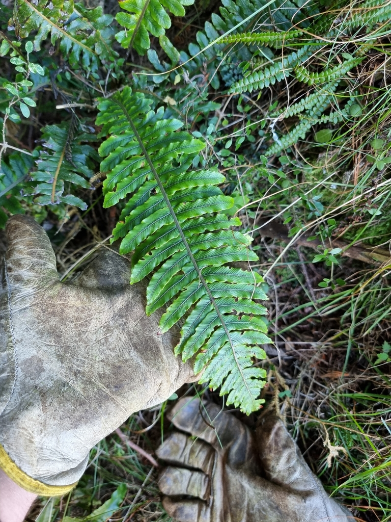 Crown Fern from Otago, New Zealand on May 04, 2022 at 04:15 PM by ...