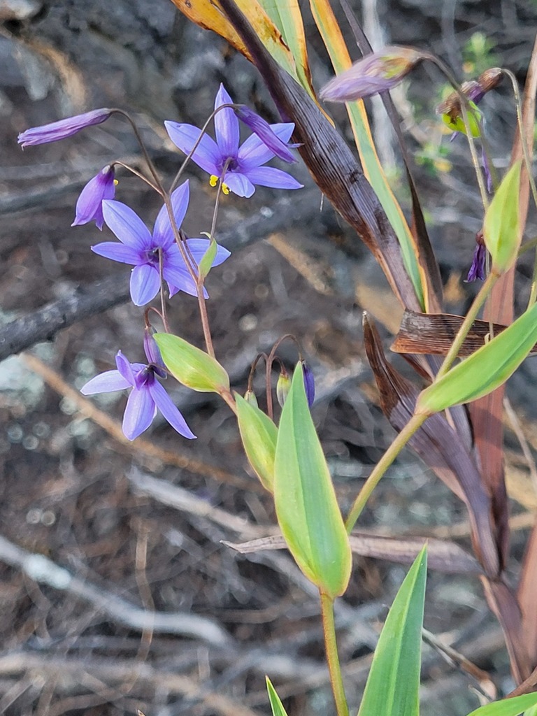 nodding blue lily from Pikedale QLD 4380, Australia on September 19 ...