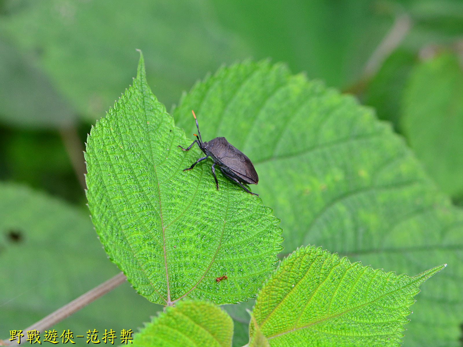 Coridius chinensis (Dallas, 1851)
