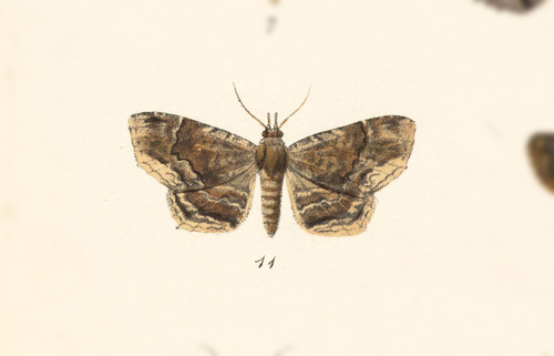 Euclystis lampetia · iNaturalist