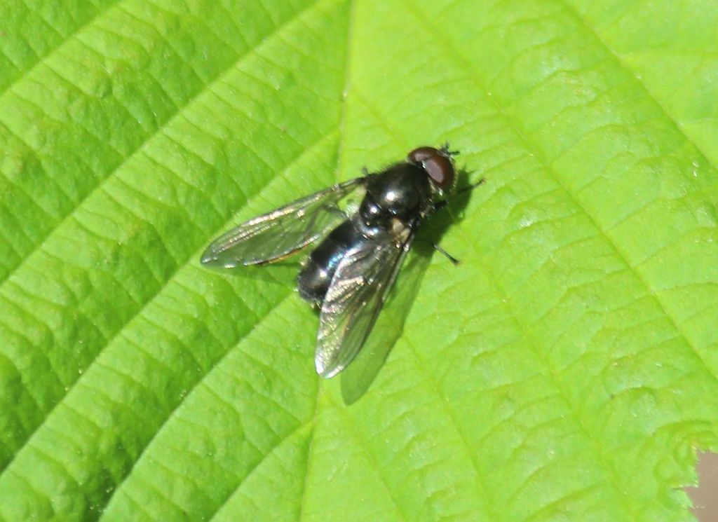 Black Dump Flies from Saltwells NNR, Dudley, UK on May 7, 2022 at 10:46 AM by Andrew Thomas ...