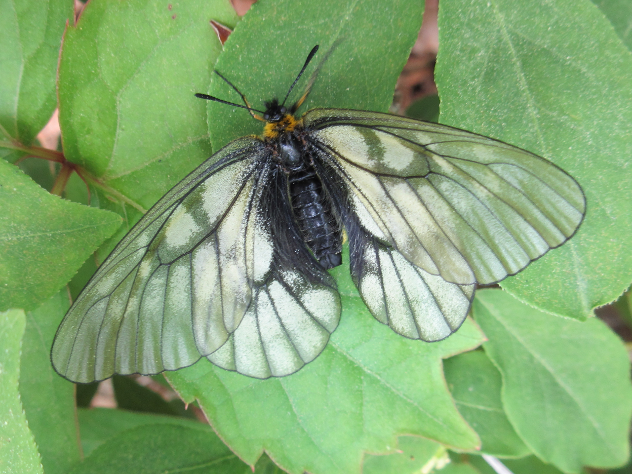 Parnassius stubbendorfii Ménétriés, 1849