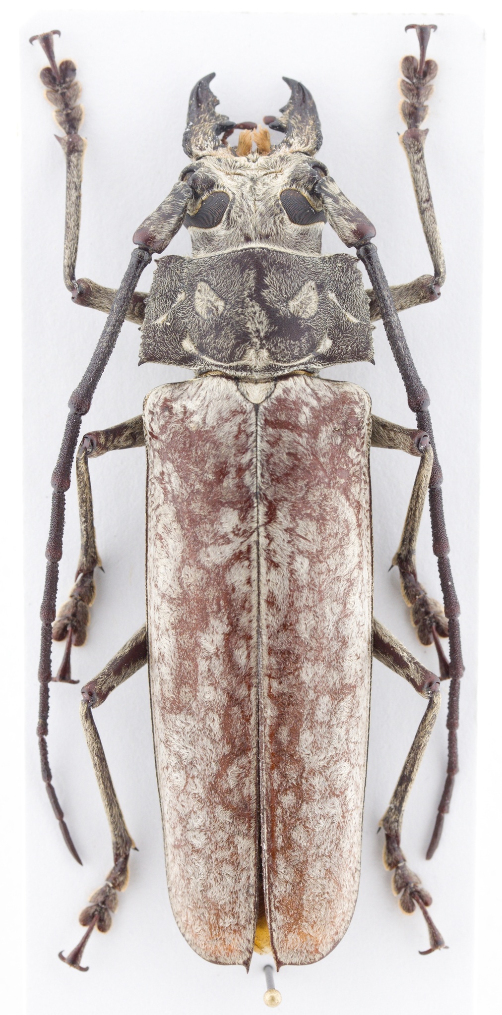 Callipogon sericeus (Olivier, 1795)