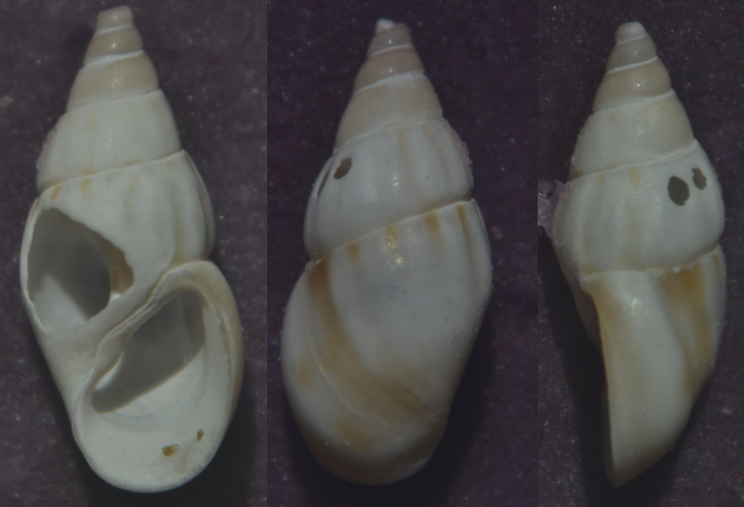 Rissoa membranacea (J.Adams, 1800)