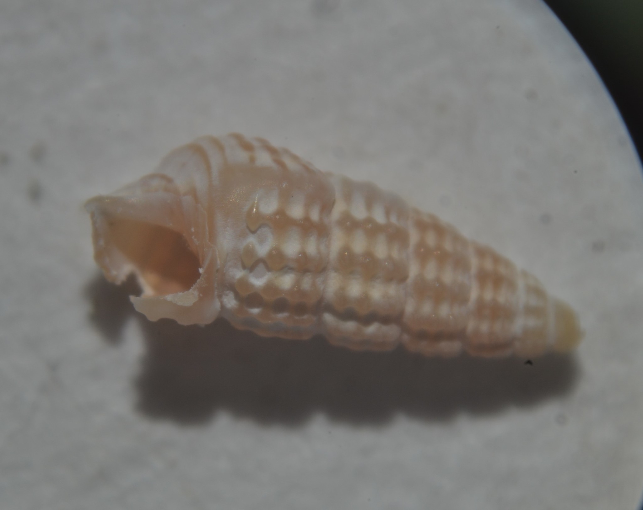 Bittium reticulatum (da Costa, 1778)