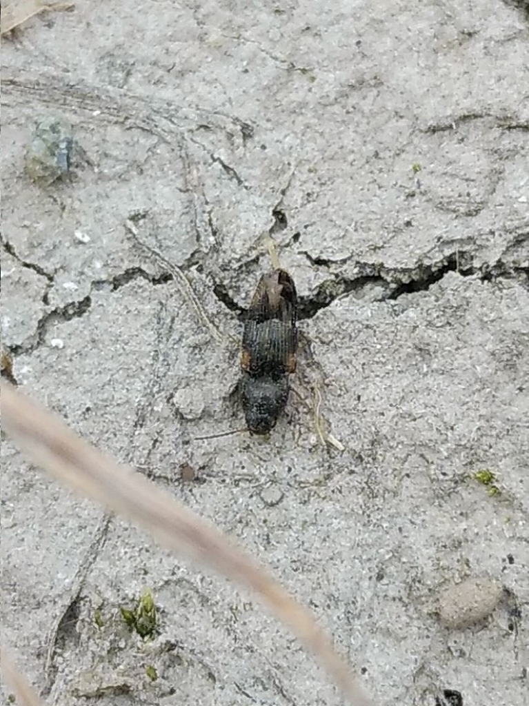 Insects in May 2022 by hoshi-mokyu. 3～4mm位の小さな虫。跳ねる。 · iNaturalist