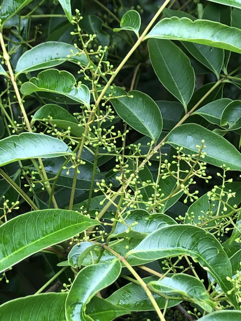 Japanese wax tree (Toxicodendron succedaneum) - Botanical Realm