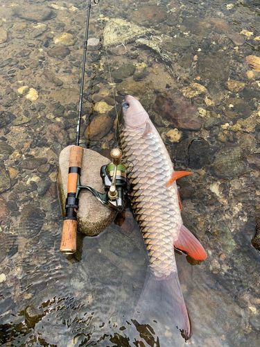 Spinibarbus caldwelli · iNaturalist