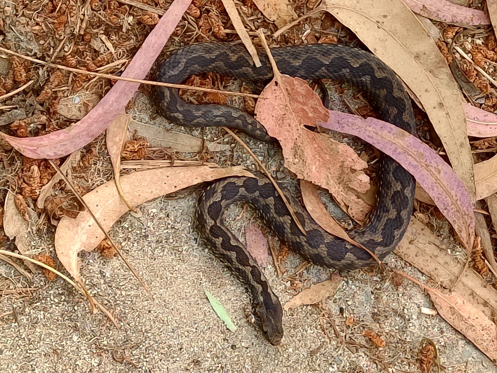 Lataste's viper in May 2022 by Carminda Santos · iNaturalist