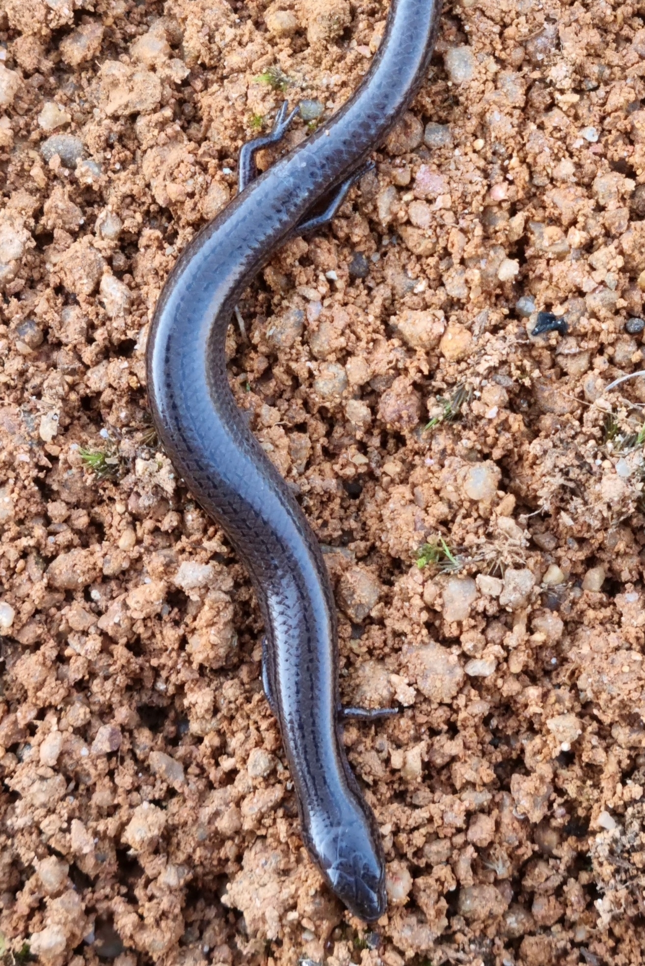 Hemiergis talbingoensis Copland, 1946