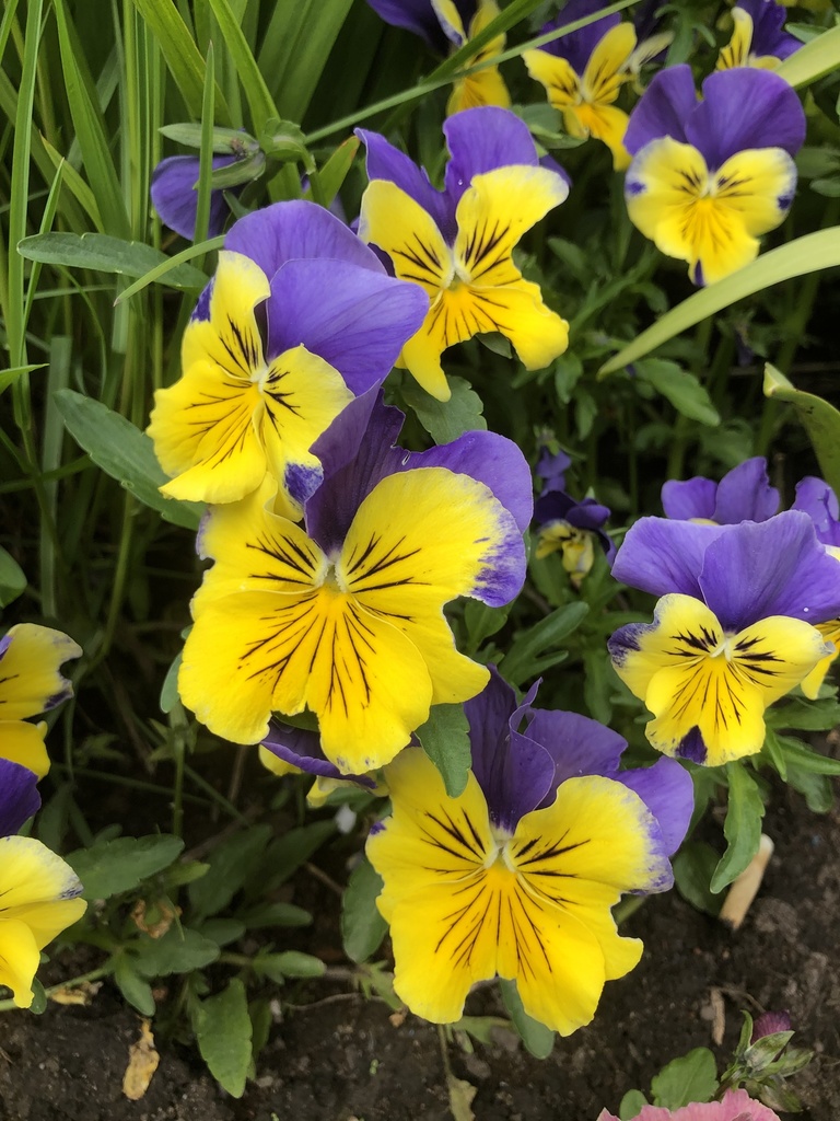 garden pansy from Long St, Manchester, England, GB on May 8, 2022 at 12 ...