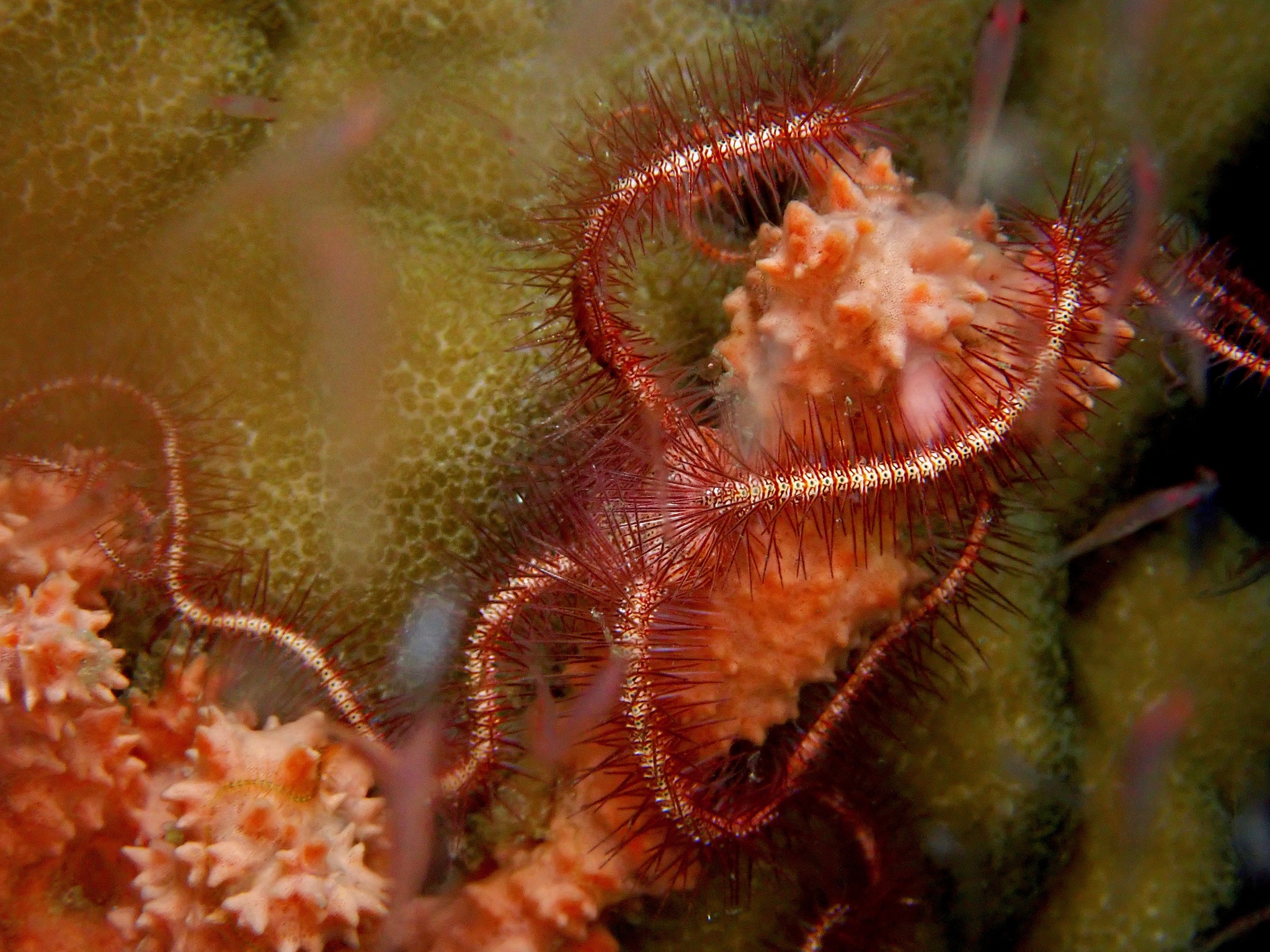 Ophiothrix foveolata Marktanner-Turneretscher, 1887