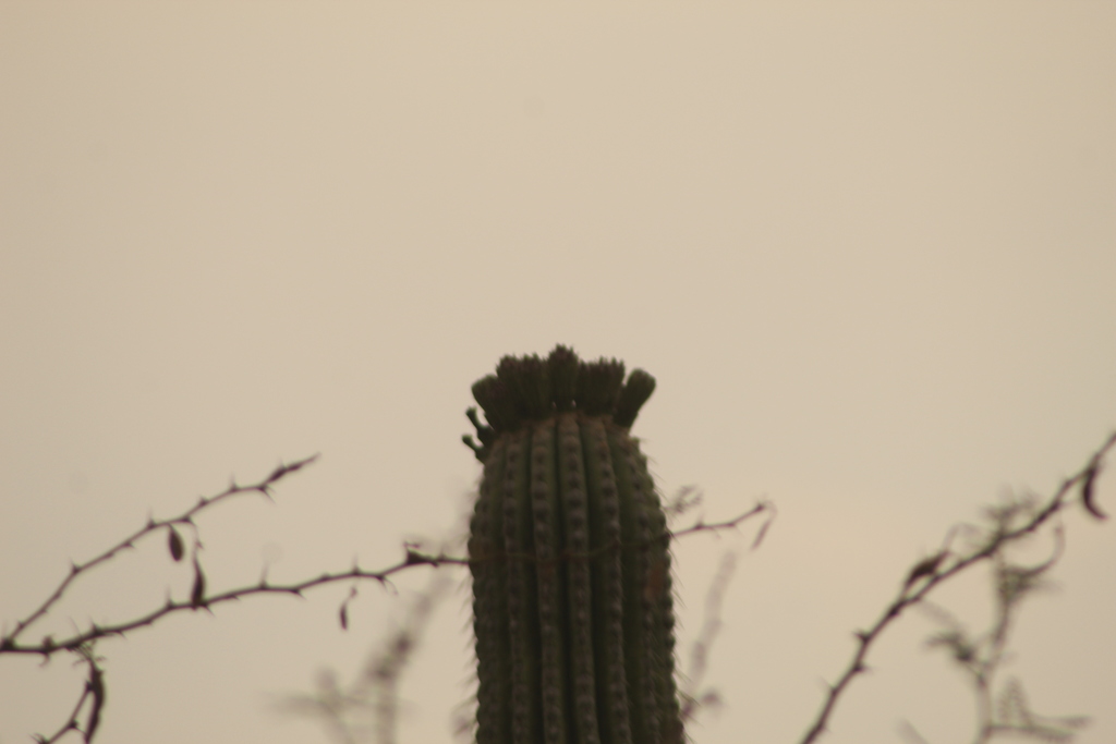 Cephalocereus tetetzo from Sin Nombre de Col 1, Zapotitlán Salinas, Pue ...