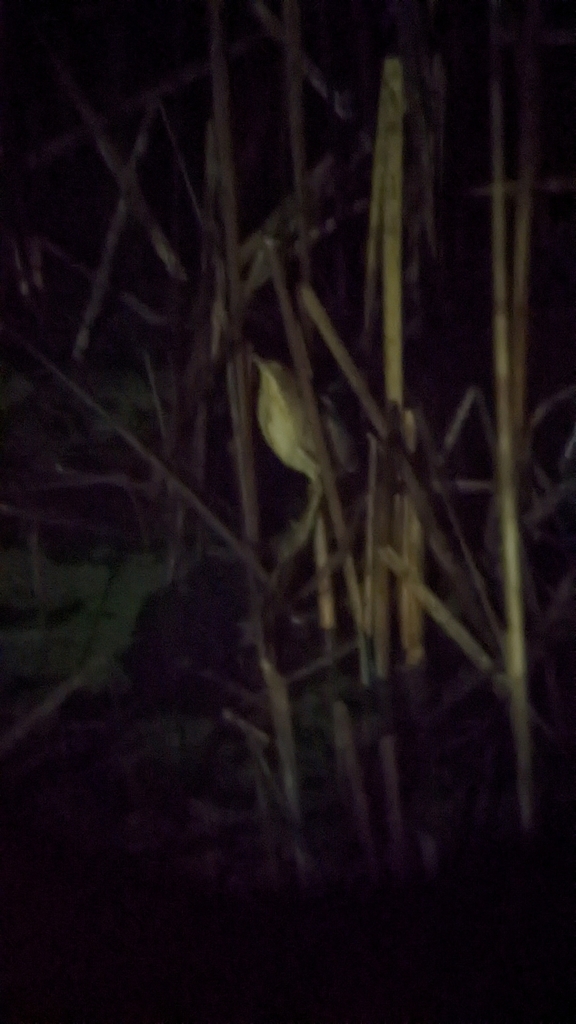Least Bittern in May 2022 by Matt Schenck · iNaturalist