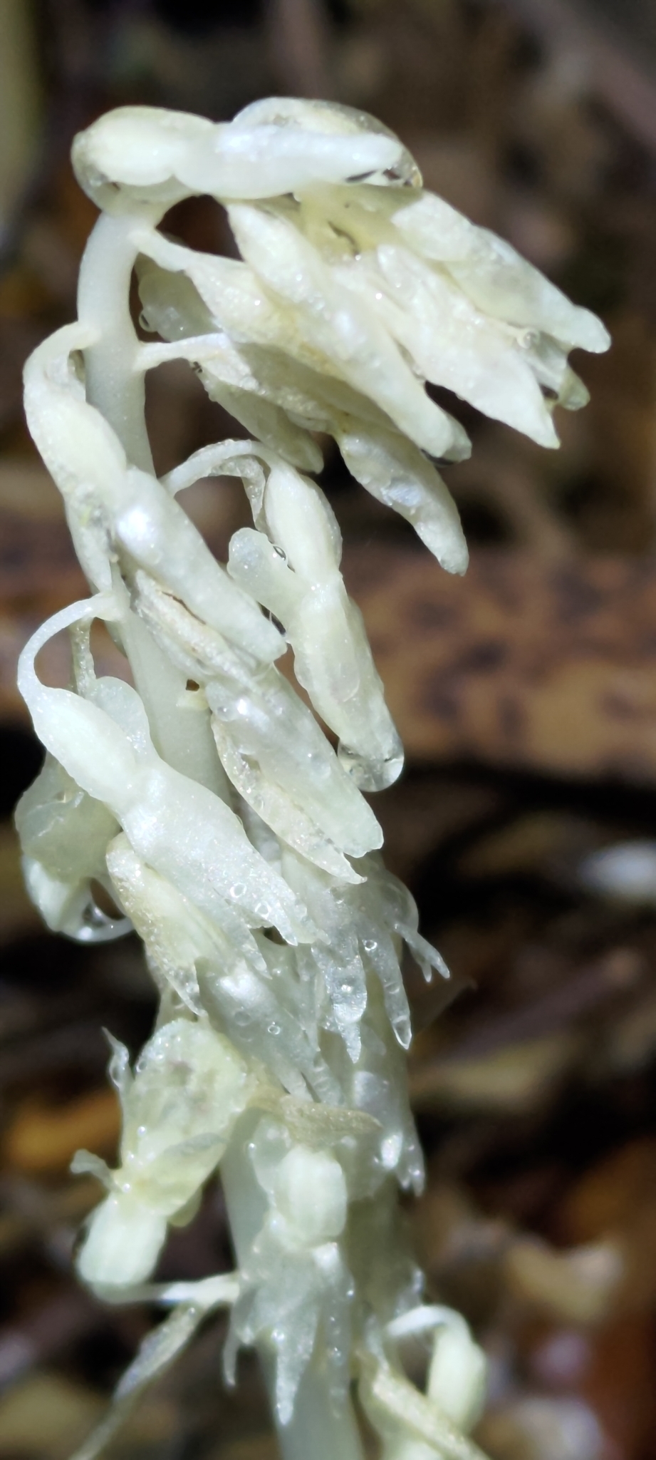 Epipogium roseum (D.Don) Lindl.