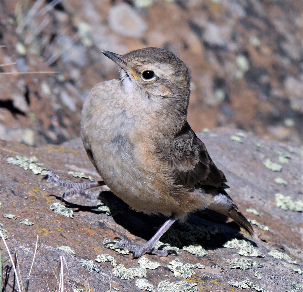 Short-billed Miner (Geositta antarctica) - Avian Discovery