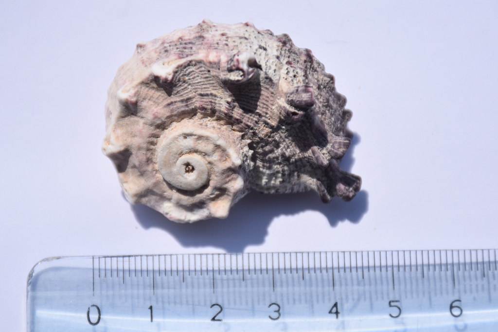 Lacinate Dolphin Shell from Bali - Lombok, Indonesia on May 8, 2022 at ...