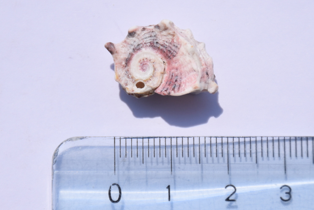 Lacinate Dolphin Shell from Bali - Lombok, Indonesia on May 8, 2022 at ...