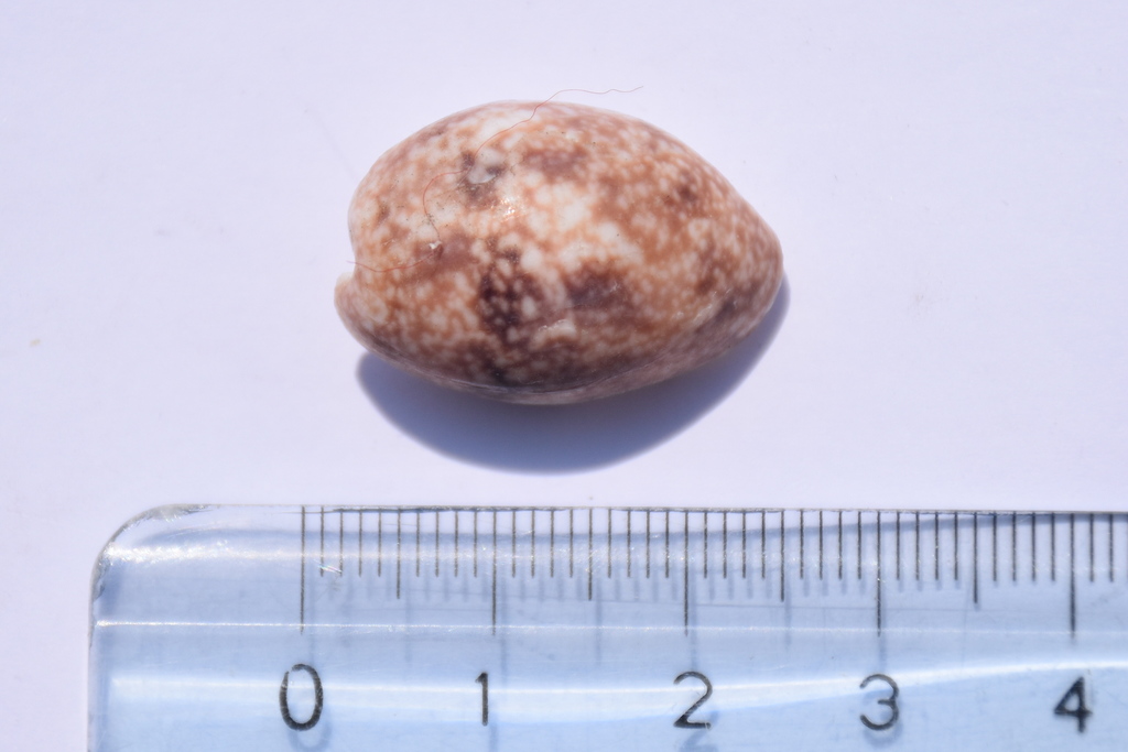 Bulla ampulla from Bali - Lombok, Indonesia on May 8, 2022 at 12:30 PM ...