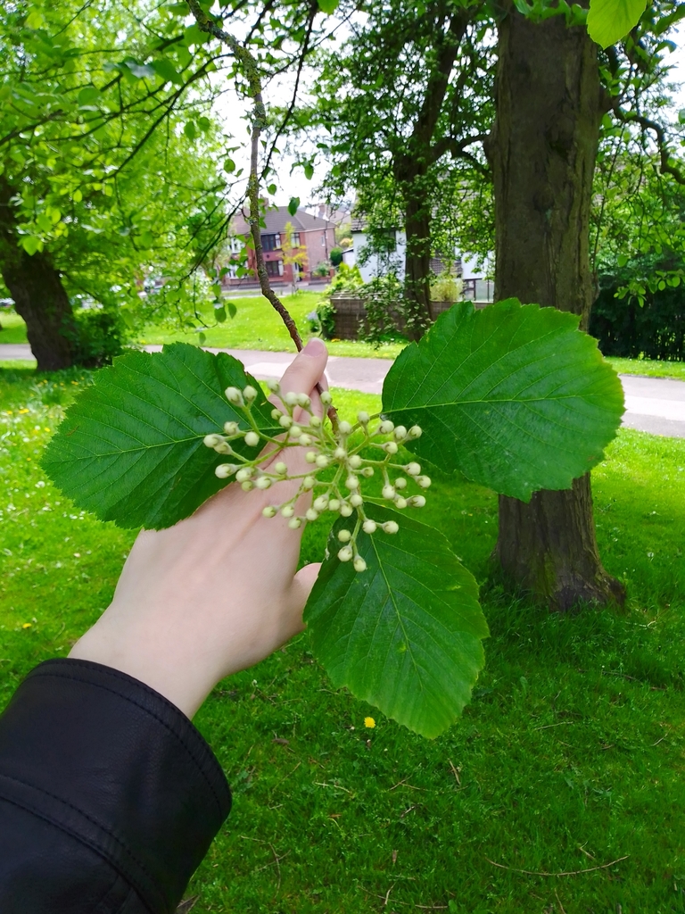 Maleae from Salford M5, UK on May 8, 2022 at 02:38 PM by huske ...