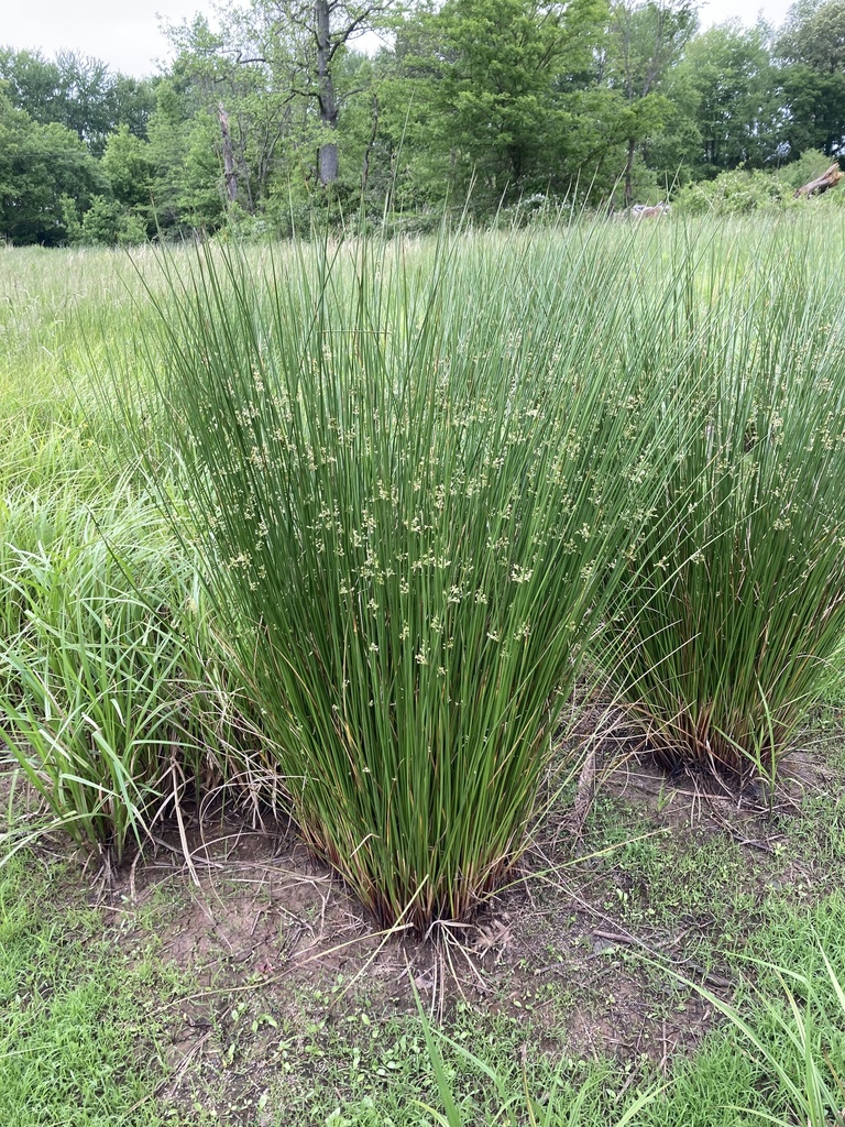 Soft Rush (Carkeek Park, NW Seattle) · iNaturalist