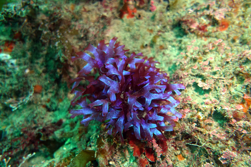 Champia expansa · iNaturalist