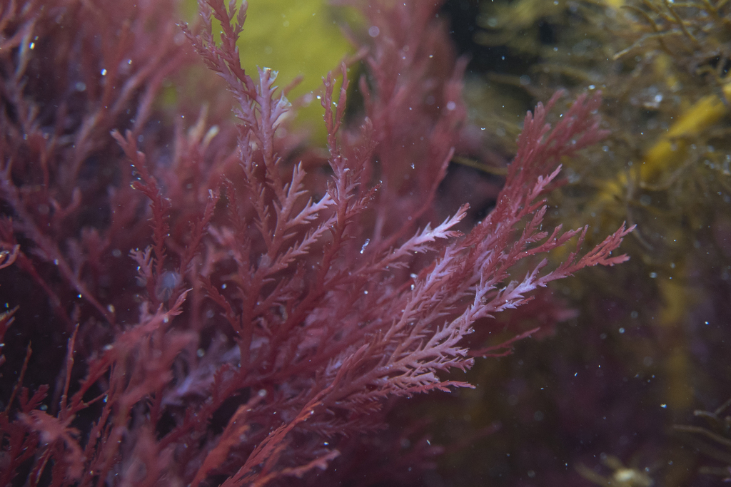 (Plocamium dilatatum) - Botanical Realm