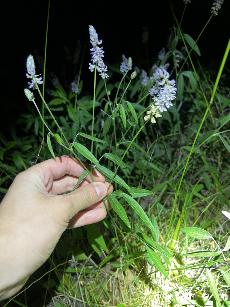 Sampson's snakeroot in May 2022 by Tristan Schramer · iNaturalist