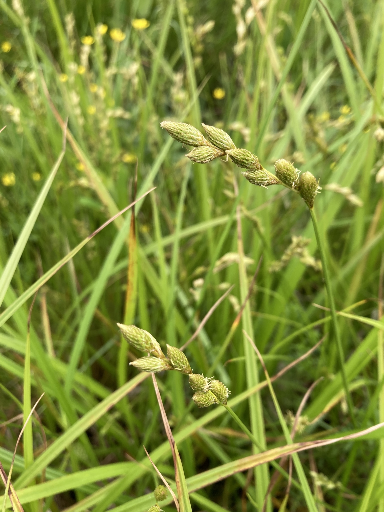 Carex scoparia Schkuhr ex Willd.