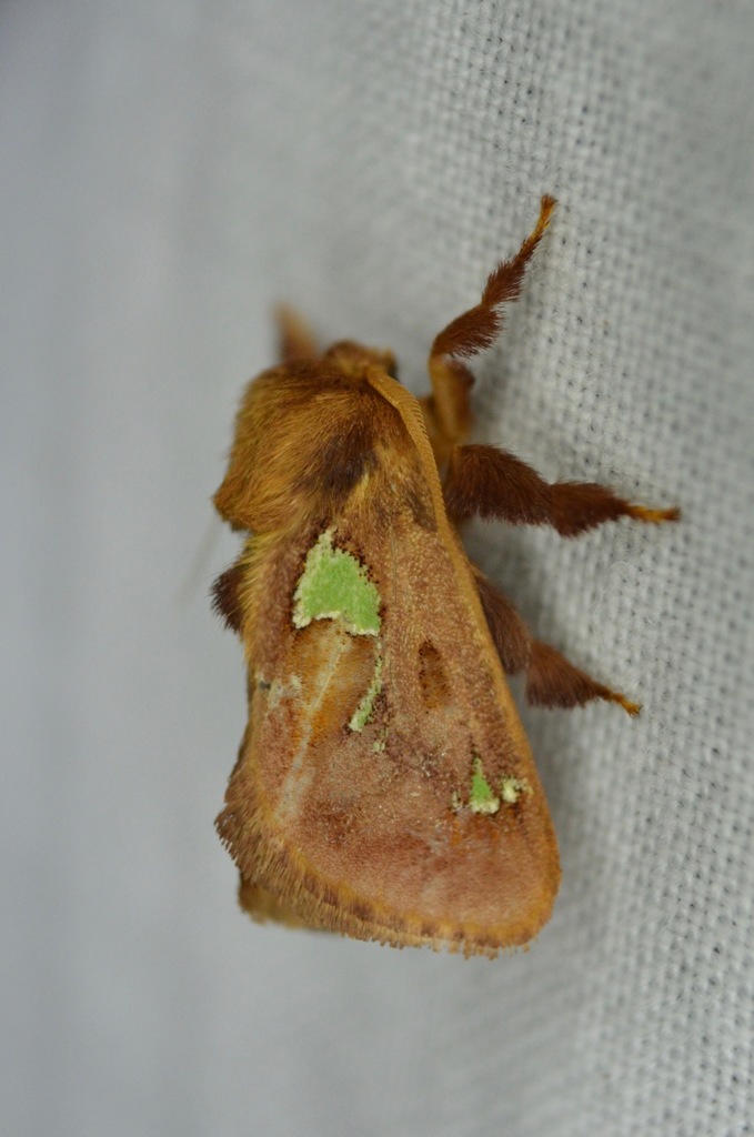 Spiny Oak-slug Moth from 9, Finzel, MD 21532, USA on July 12, 2014 by ...