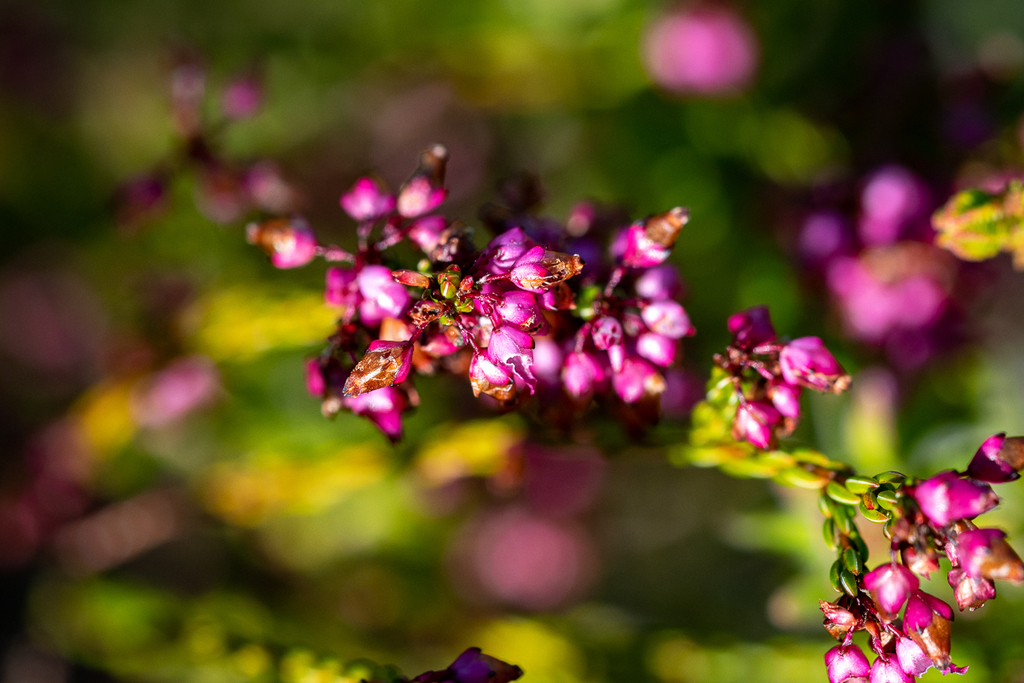 Erica rhopalantha rhopalantha from Overberg, Western Cape, South Africa ...