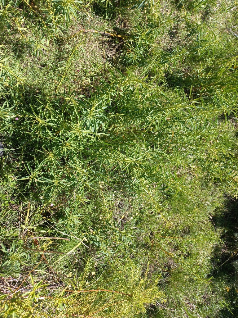 Cluts from Joe Gqabi, Eastern Cape, South Africa on February 9, 2022 at ...
