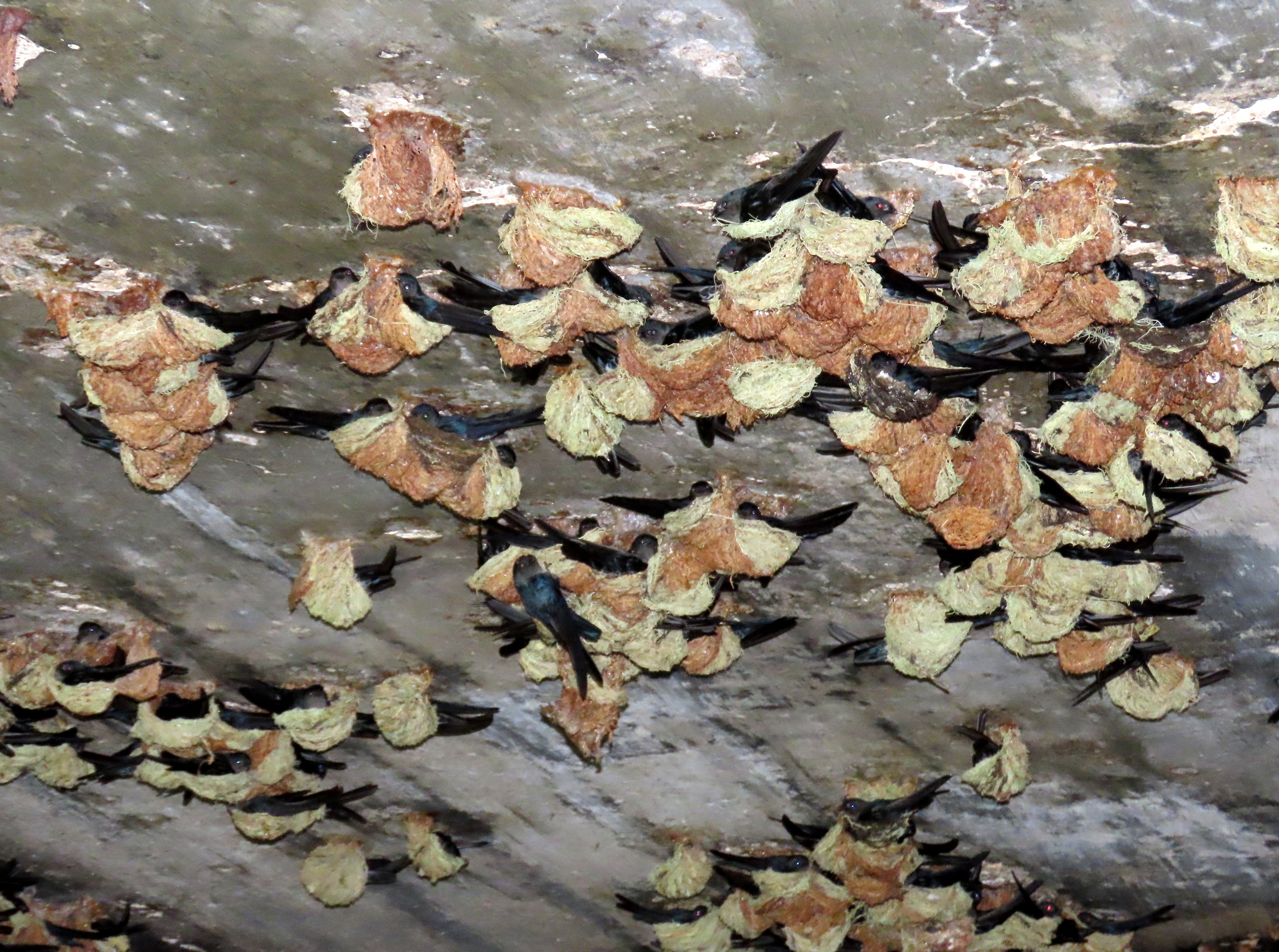 Collocalia affinis Beavan, 1867