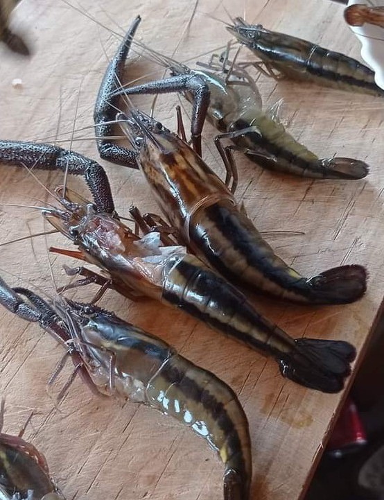 Macrobrachium carcinus (Linnaeus, 1758)