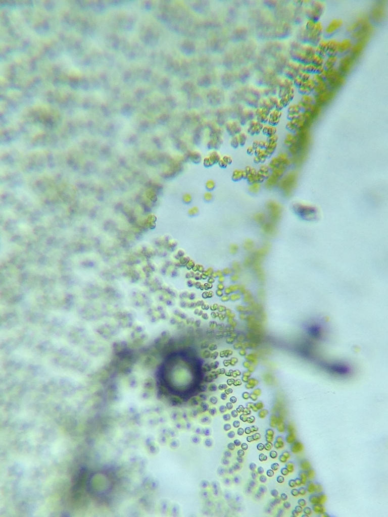 (Tetraspora gelatinosa) - Botanical Realm