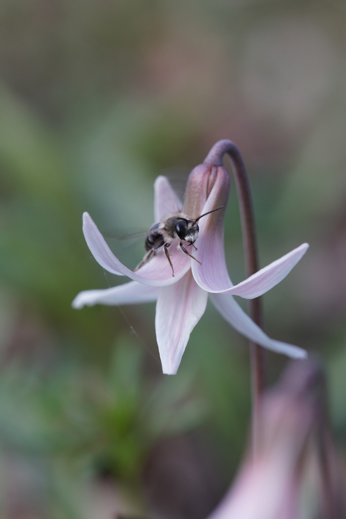 Bees from Jackson County, MN, USA on May 07, 2022 at 05:47 PM by Davis ...