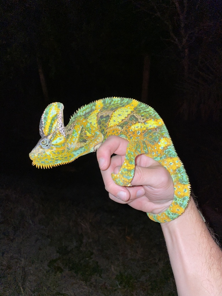Veiled Chameleon from Hendry County, FL, USA on March 11, 2022 at 10:48 ...
