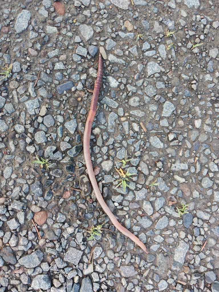 Common Earthworm from Union, OR 97883, USA on May 08, 2022 at 08:13 AM ...