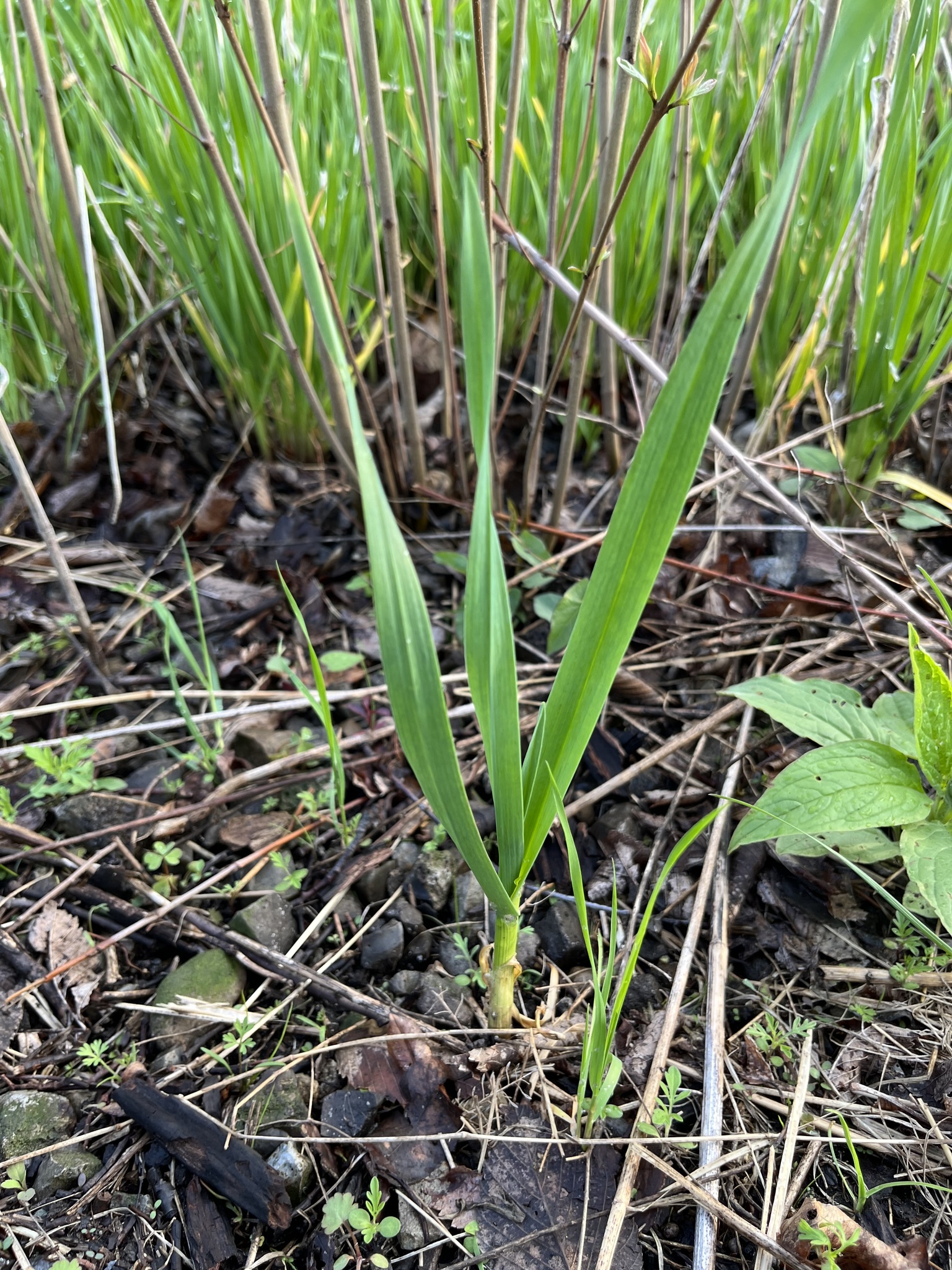 Allium sativum L.