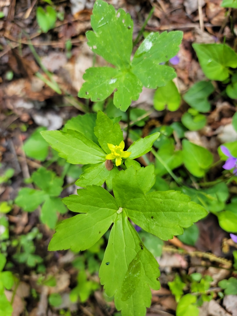 Hooked buttercup from Troutdale, VA 24378, USA on May 8, 2022 at 11:48 ...