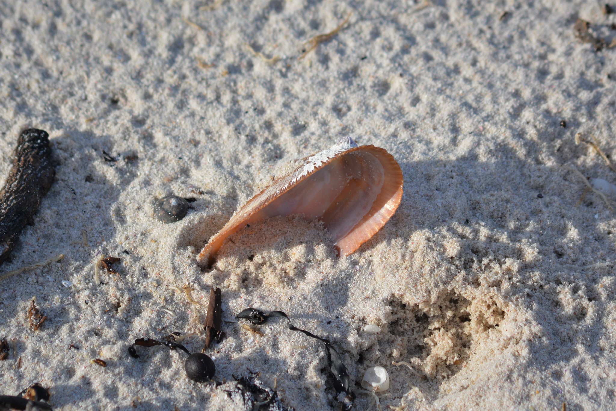 Cymbula compressa (Linnaeus, 1758)