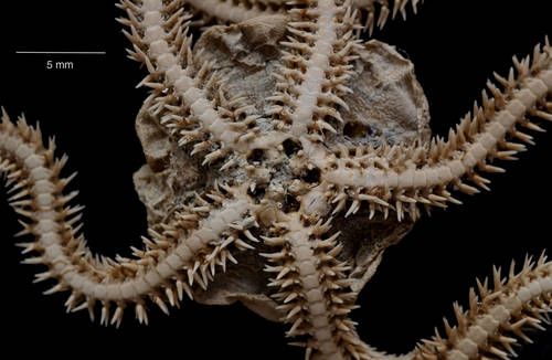 Amphiura joubini · iNaturalist Mexico