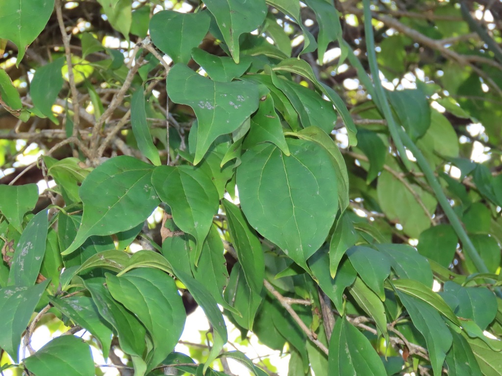 Spiny monkey orange from Ndumo, South Africa on May 01, 2022 at 04:10 ...