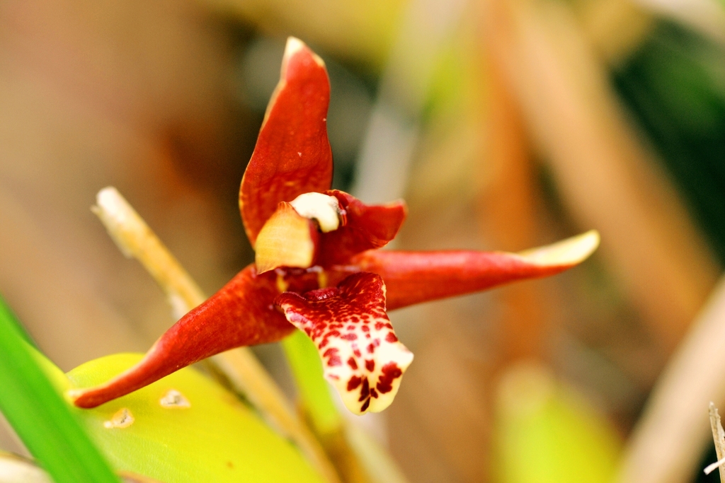 Orquídea coco (Gruta el encanto) · iNaturalist