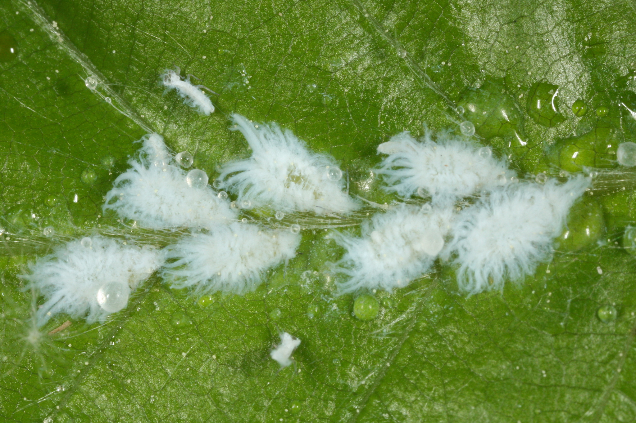 Phyllaphis fagi (Linnaeus, 1761)