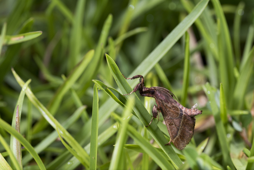 Sacada umtasorensis · iNaturalist