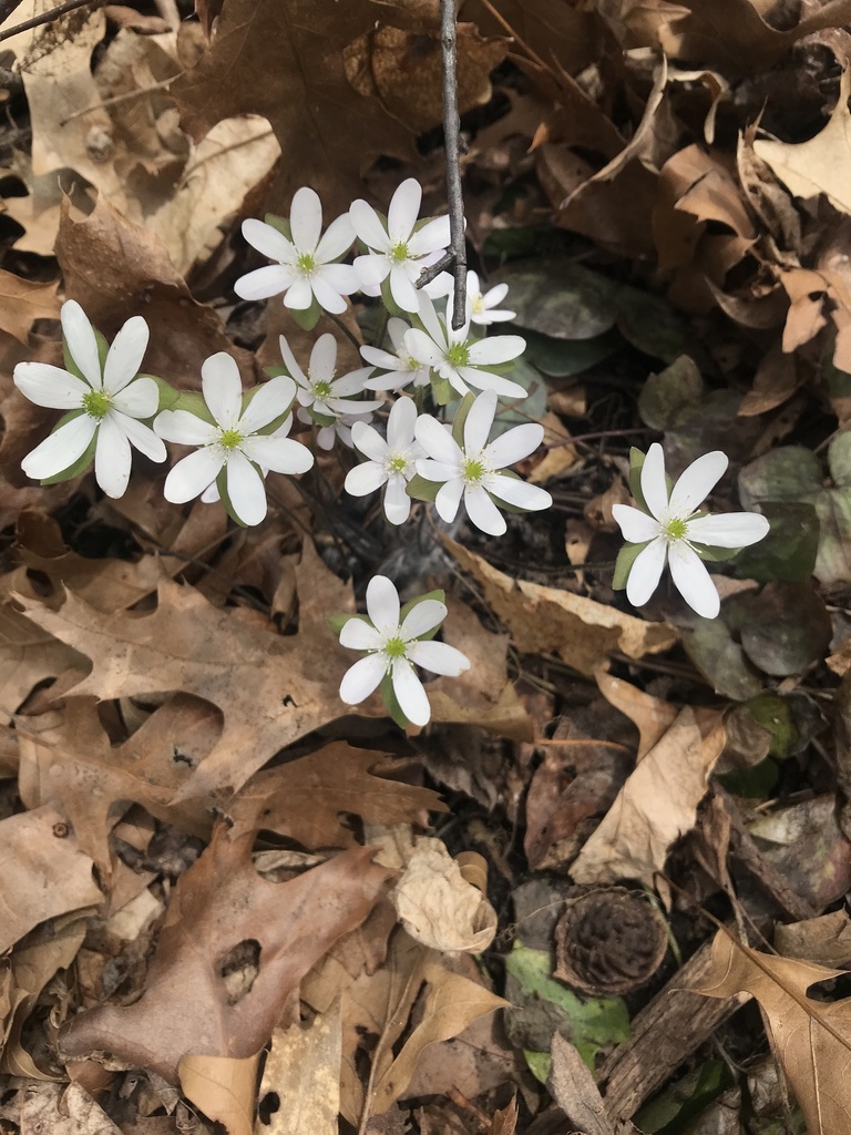 sharp-lobed hepatica from Brierwood Ct, Ann Arbor, MI, US on April 24 ...