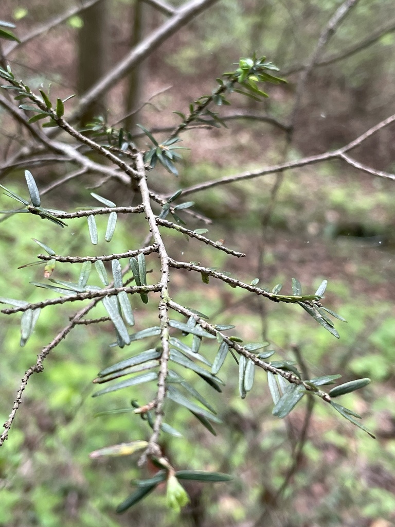 eastern hemlock from Signal Mountain, TN, US on May 8, 2022 at 01:07 PM ...
